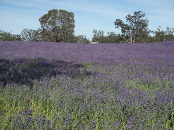 Paterson's Curse/Salvation Jane ( Echium plantagineum) | WeedForce